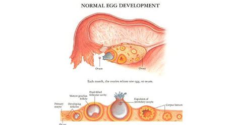 Best Time To Get Pregnant And All About Ovulation And Its Phases