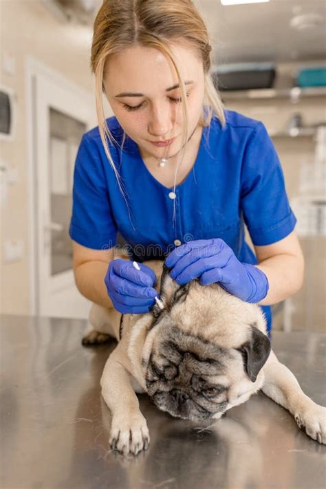 Young Professional Female Veterinarian Doctor Try Check Teeth Of Pug
