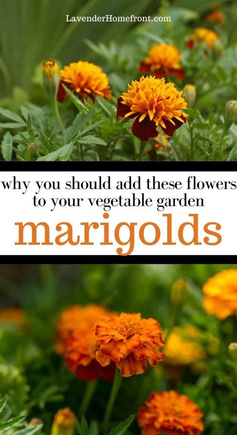 Why Plant Marigolds In Vegetable Garden