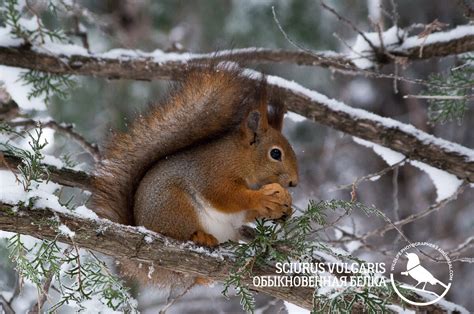 Photoseries Обыкновенная белка Wildlife Дзен