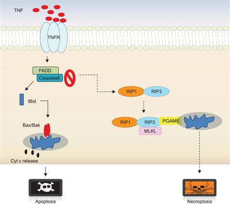 Molecular Switching From Apoptosis To Necroptosis Once Cells Are