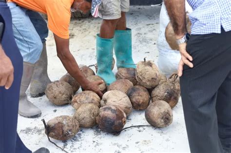 Hope Estate Gets 13000 High Yielding Brazilian Green Dwarf Coconut