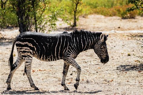 Melanistic Zebra