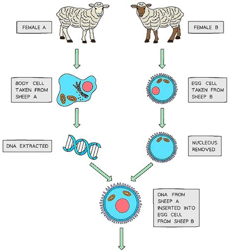 Genetic Engineering And Cloning Biology For Grade 10 Pdf Download