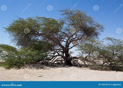 Tree Of Life Bahrain Stock Image Image Of Tree Tamarisk 14315719