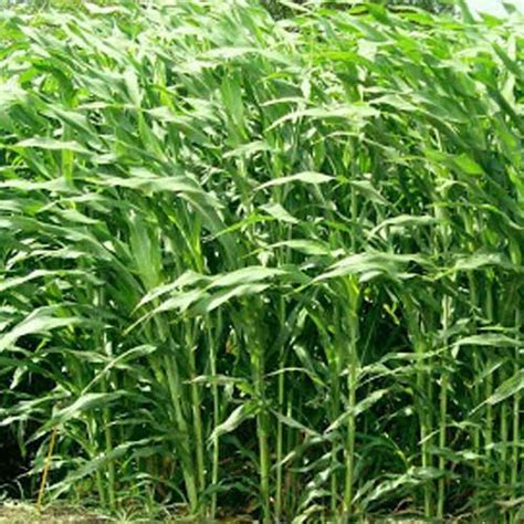 Fodder Crops Archives Jk Agri Genetics Ltdjkagl