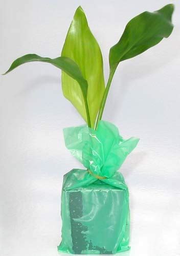 Bird Of Paradise Plant Care Indoors 8 Strelitzia Growth Tips