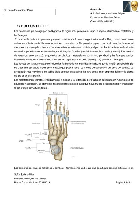 SOLUTION Comisi N Tema Articulaciones Y Tendones Del Pie Studypool