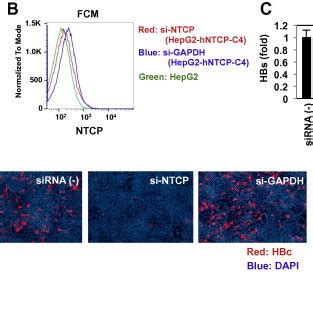 HBV Infection Of HepG2 HNTCP C4 Cells Was Mediated By NTCP A