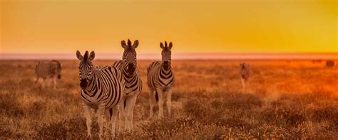 Cassinga Day 2026 2027 And 2028 In Namibia Publicholidaysafrica