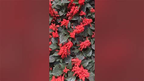 Flowerd Shortsvideo Youtube