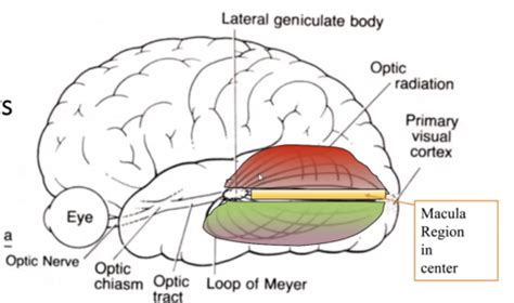Visual System Neuroanatomy And Functions Flashcards Quizlet