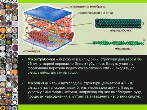 Клітинна мембрана презентация онлайн