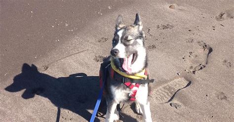 Derp Floof Husky Album On Imgur