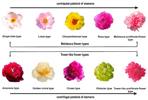 Flower Types Of All 10 Tree Peony Cultivars From Left To Right From