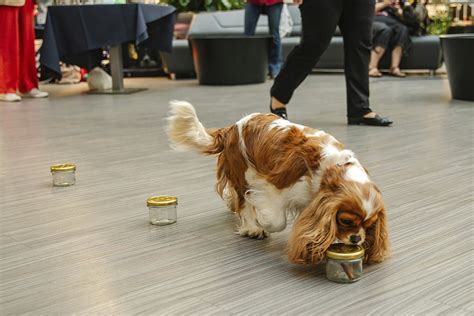 Scent Work Cavalier King Charles Spaniel Club Of Southern New England