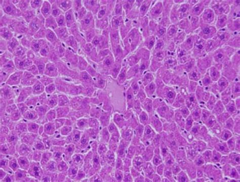 Gnps Normal Rat Demonstrating Normal Hepatocytes Download Scientific