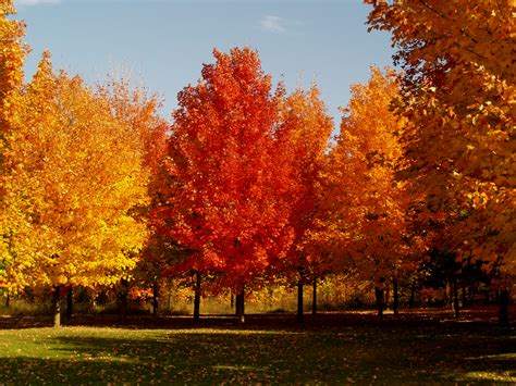 A Dazzling Fall Color And Winter Landscape Knecht S Nurseries Landscaping