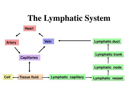 Ppt Understanding The Lymphatic System Functions And Structure Powerpoint Presentation Id