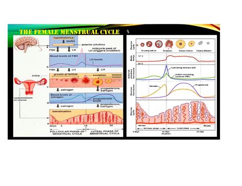 Female Menstrual Cycle The Female Menstrual Cycle Hypothalamus Gnrh