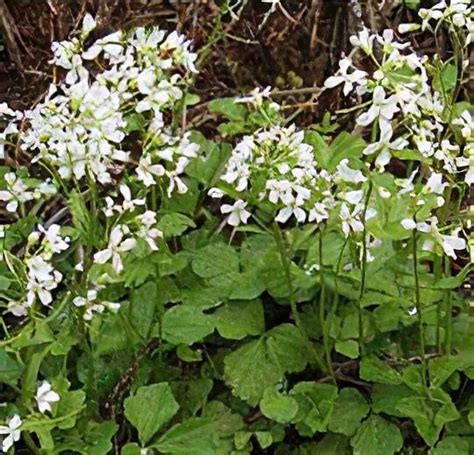 Cardamine Trifolia Three Leaved Cuckoo Flower Trefoil Cress Three