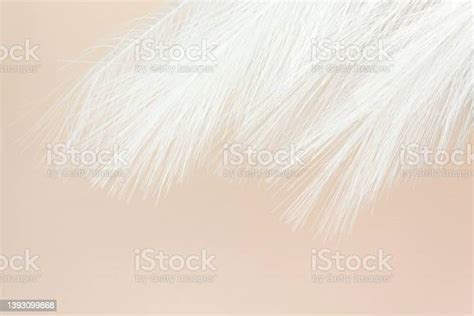 파스텔 베이지 색 배경에 흰색 푹신한 깃털 파스텔 베이지 색 배경에 Ethereal Pink Fluffy Feather 공간을