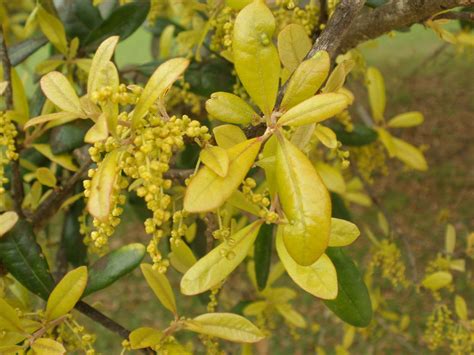Mariettes Back To Basics Our Golden Live Oak Quercus Virginiana