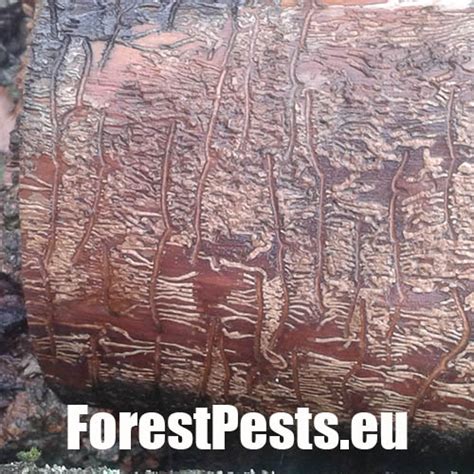 Hylesinus Varius Fraxini Ash Bark Beetle