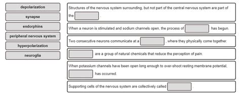Solved Building Vocabulary Activity Fundamentals Of The Nervous