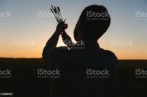 황금빛 익은 밭 한가운데서 석양에 밀 작은 이삭의 품질을 확인하는 남자의 클로즈업 샷 농장 노동자는 수확하기 전에 밀의 귀를