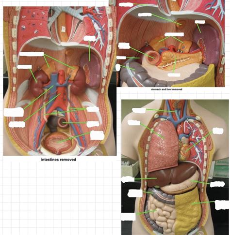 Human Body Torso Model Complete Human Anatomical Models Sfkad
