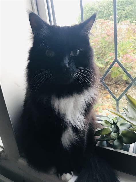 My Cat Oreo R Eyebleach