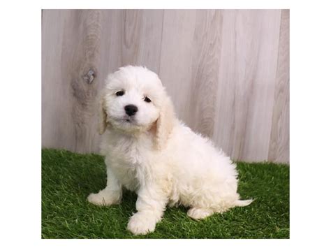 Maltipoo Puppy Cream Id27535 Located At Petland Lake St Louis