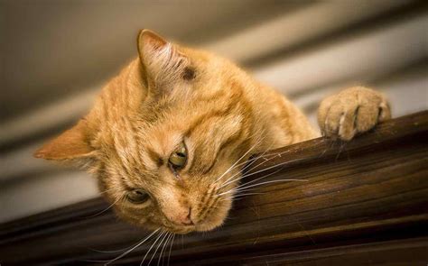 Cómo Acostumbrar Al Gato A Reconocer Su Nombre En Unos Pocos Pasos