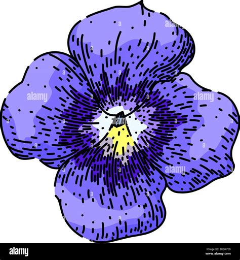 Purple Violet Sketch Hand Drawn Vector Stock Vector Image And Art Alamy