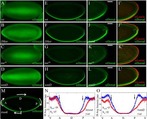 Figure 1 From Rtk Signaling Modulates The Dorsal Gradient Semantic