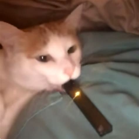 Vaping Cat Memes Youtube