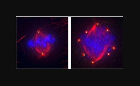 Finding The Achilles Heel Of Cancer