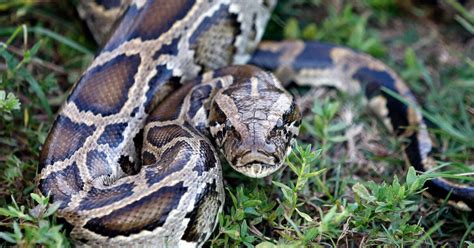 A Python Invasion Has Exploded Out Of The Everglades Wusf