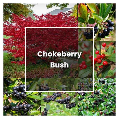 How To Grow Western Sand Cherry Plant Care And Tips Norwichgardener