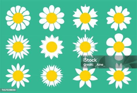 Set Lucu Bunga Daisy Putih Sederhana Dalam Gaya Kartun Datar Terisolasi