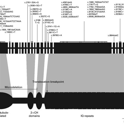Aspm Gene Protein And Sites Of Autosomal Recessive Primary Download Scientific Diagram