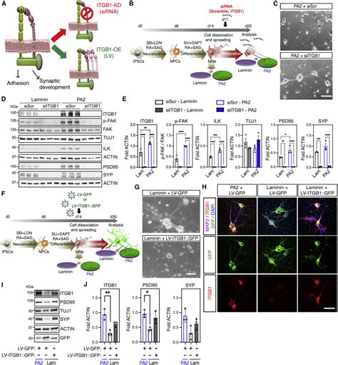 Artificial Extracellular Matrix Scaffolds Of Mobile Molecules Enhance Maturation Of Human Stem