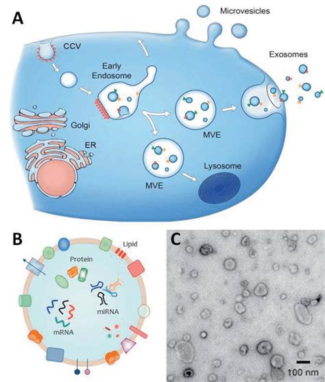 A Schematic Representation Of Biogenesis And Release Of Evs From