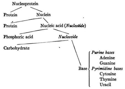 Uric Acid And The Purine Bases Nucleic Acid Metabolism