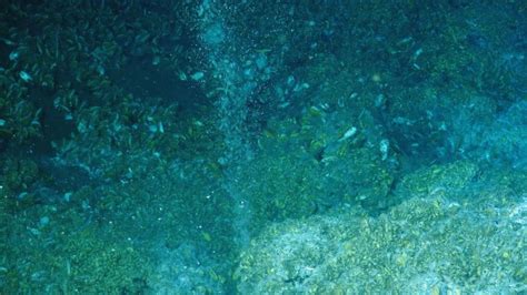 10 Shocking Deep Sea Secrets You Probably Didnt Know About