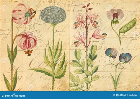 Digital Prints Botanical Vintage Print Flower Print Old Art
