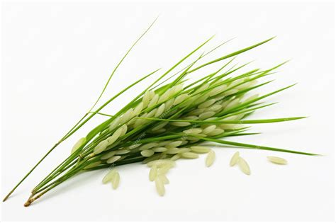 Premium Photo The Life Cycle Of A Rice Plant Isolated On White Background