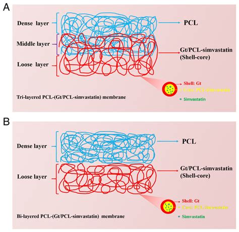 Schematic Structure Of The Multi Layered Membranes A The Bi Layered