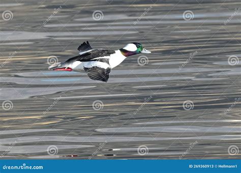 Bufflehead Ducks In Flight Stock Image Image Of Blue 269360913
